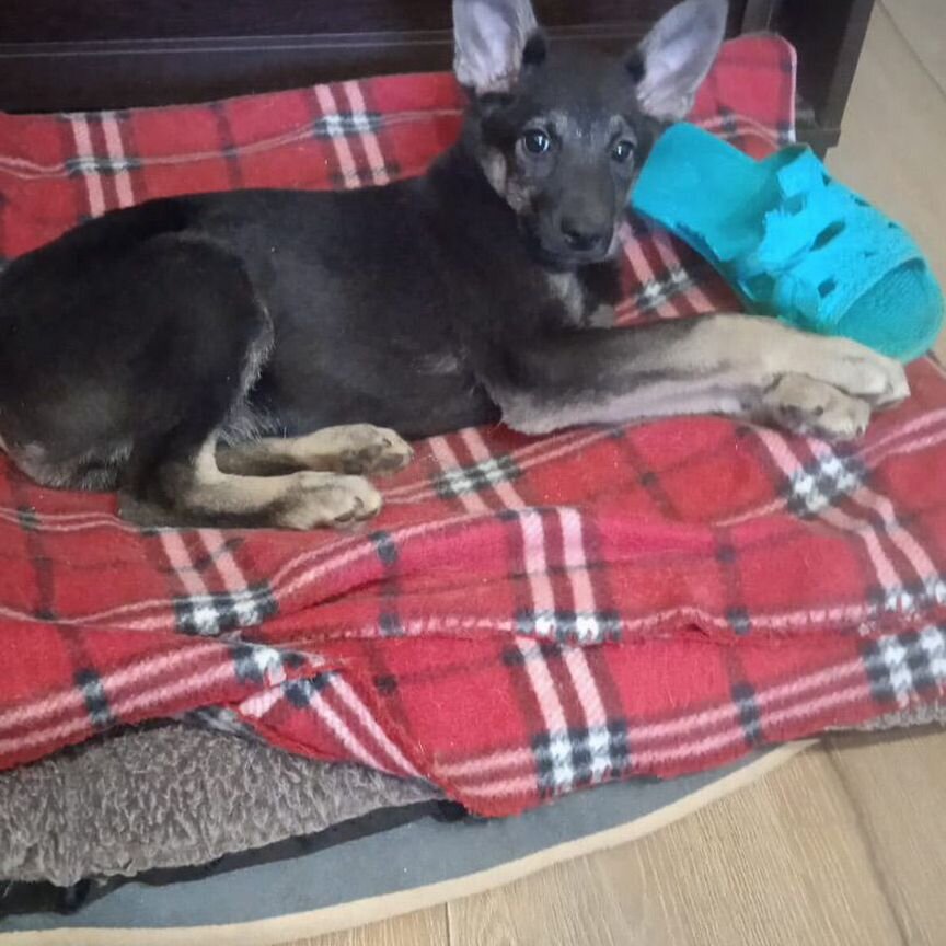 Спасенный щенок в дар
