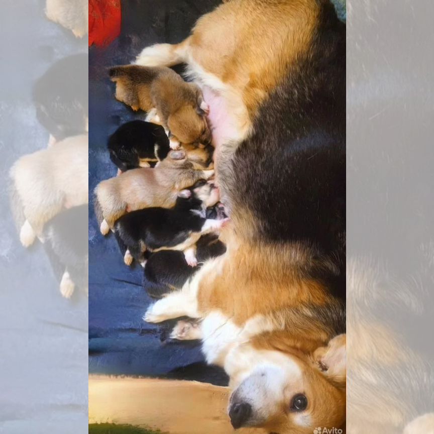 Вельш корги пемброк на май с хвостиком и без