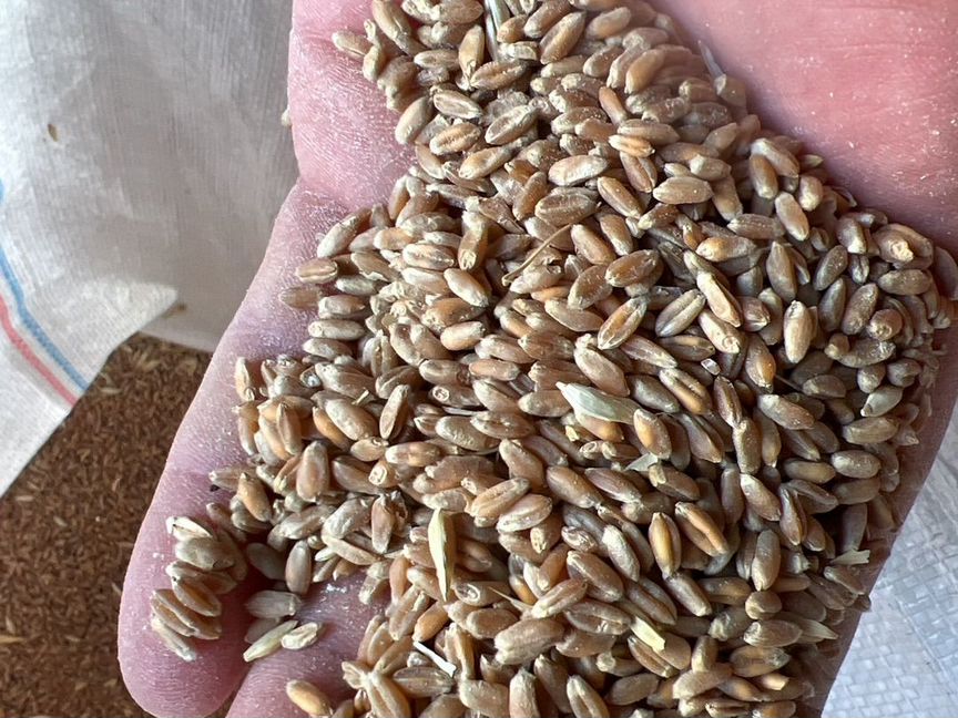 Зерно пшеница фасованная в мешках