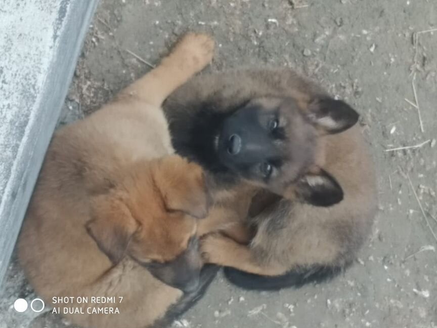 Щенки Бельгийской овчарки