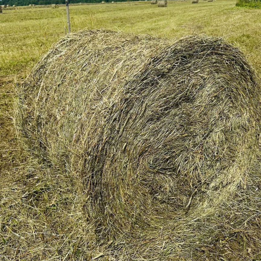 Сено в тюках
