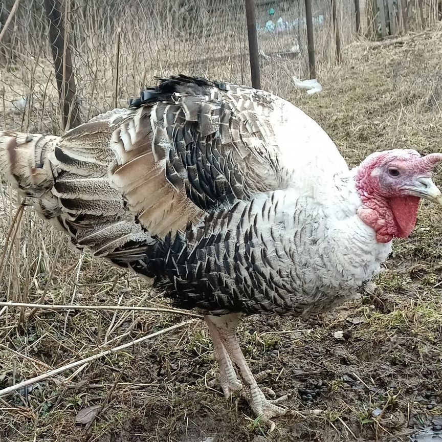 Домашние индюки на племя