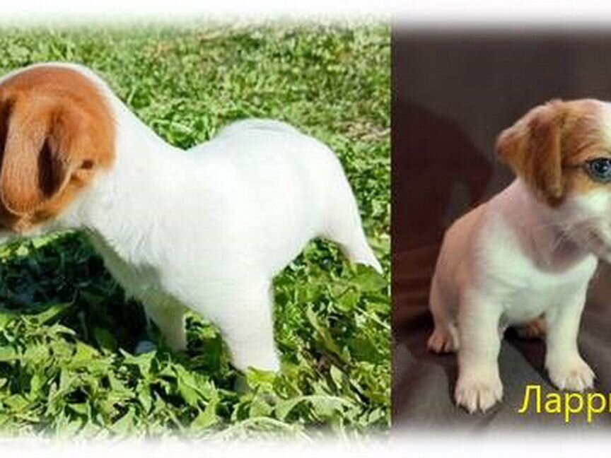 Продам щенка Джек Рассел терьер