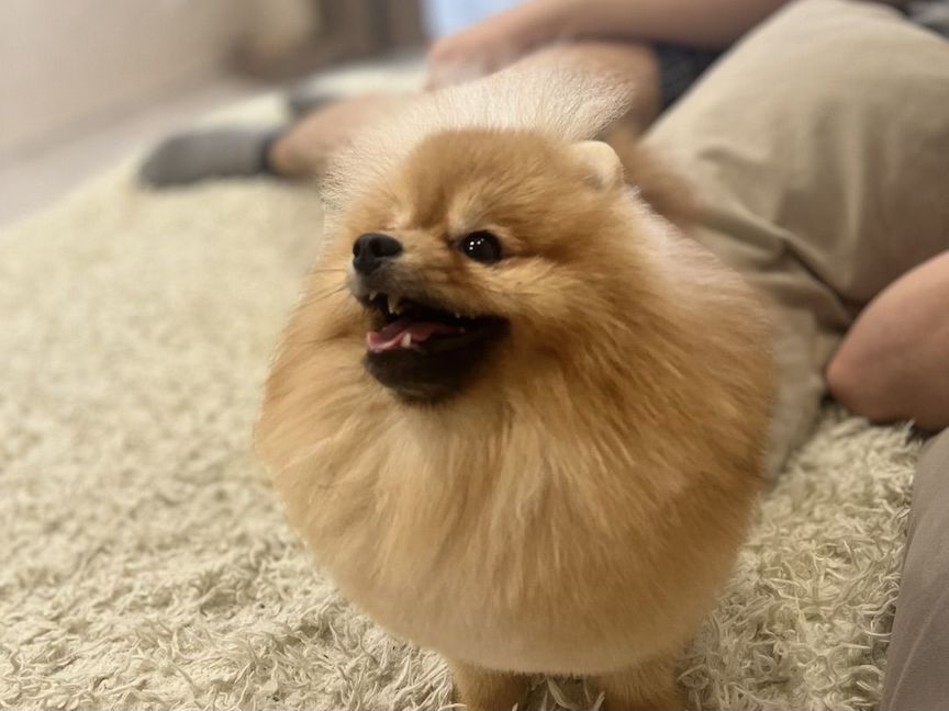 Померанский шпиц вязка