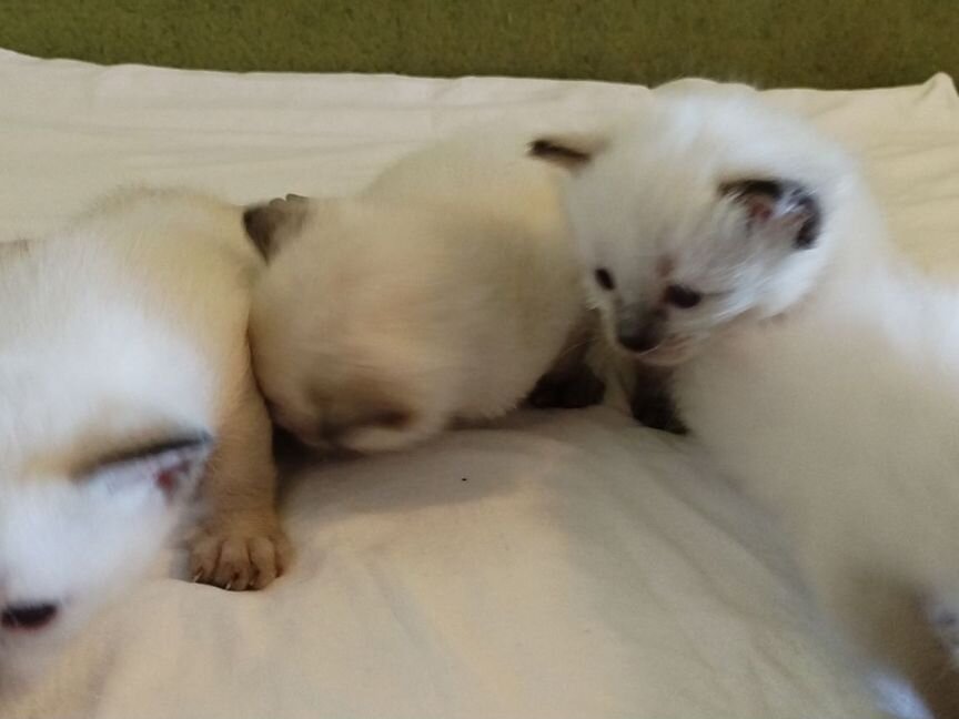 Котята тайские(сиамские)