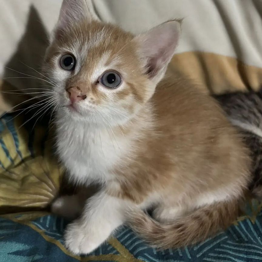 Котёнок в добрые руки