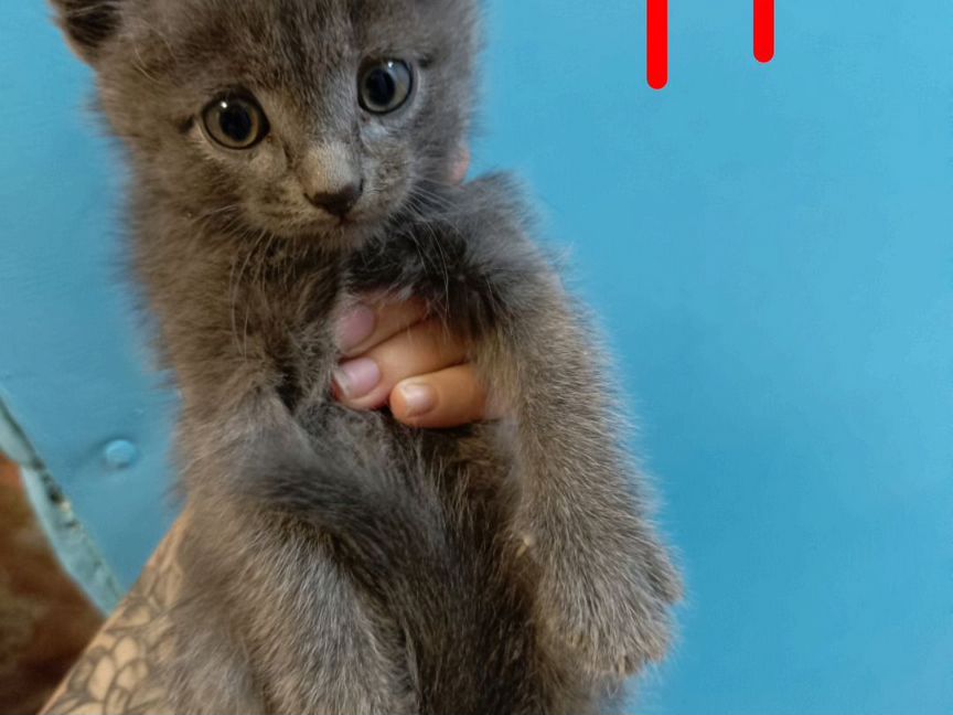 Котята найдёныши бесплатно