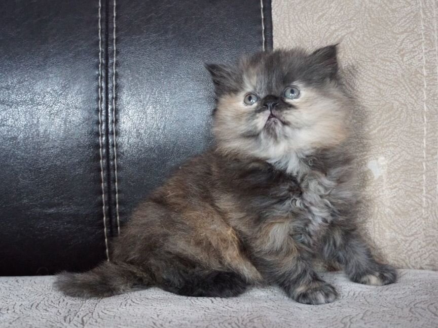 Персидская кошечка