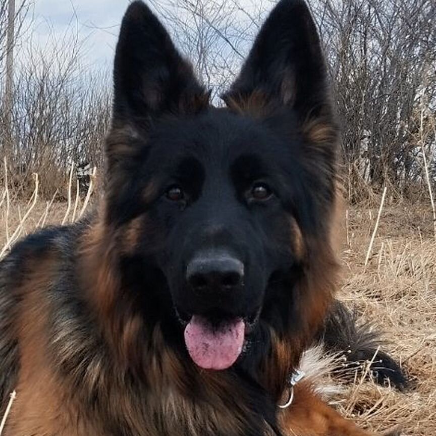 Немецкая овчарка