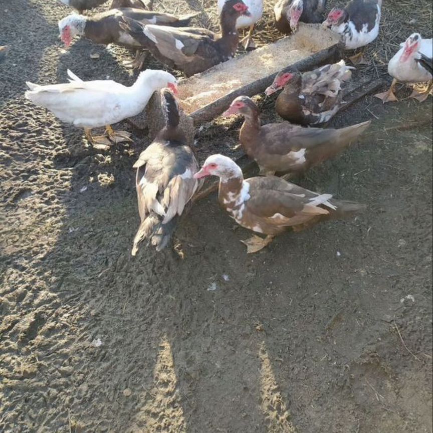 Утки