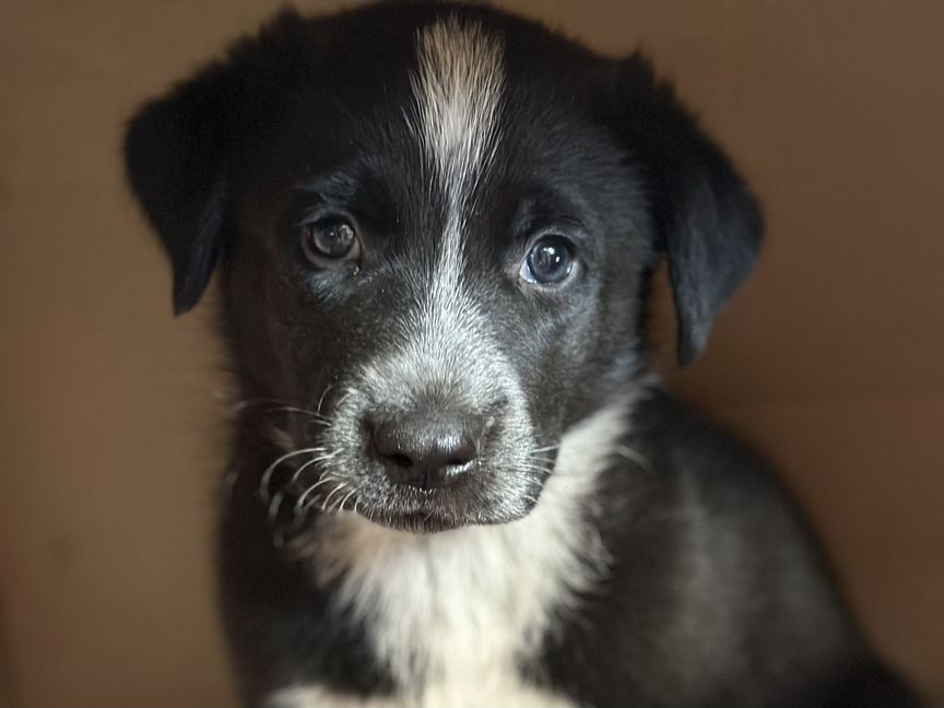 Щенок в добрые руки бесплатно