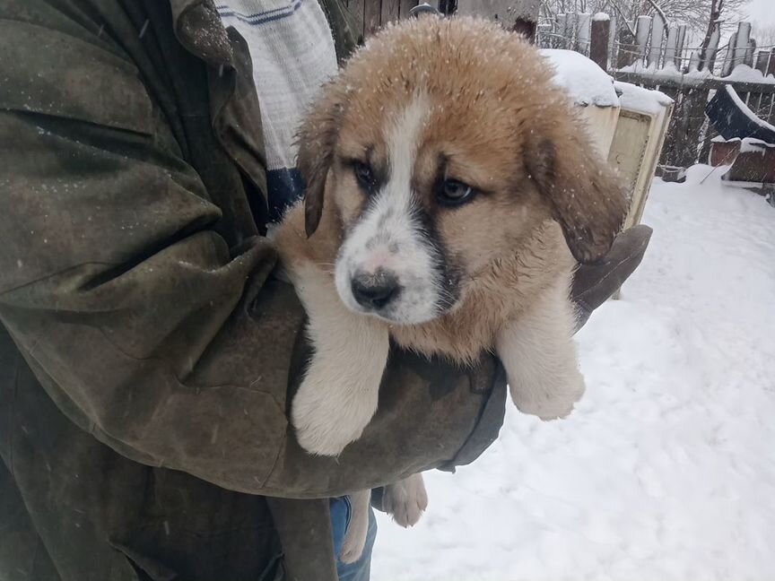 Продажа щенков Алабая