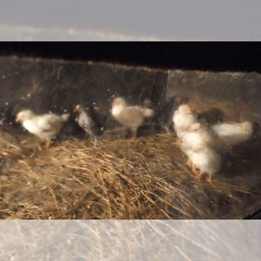 Подрощенные цыплята 2 месяца