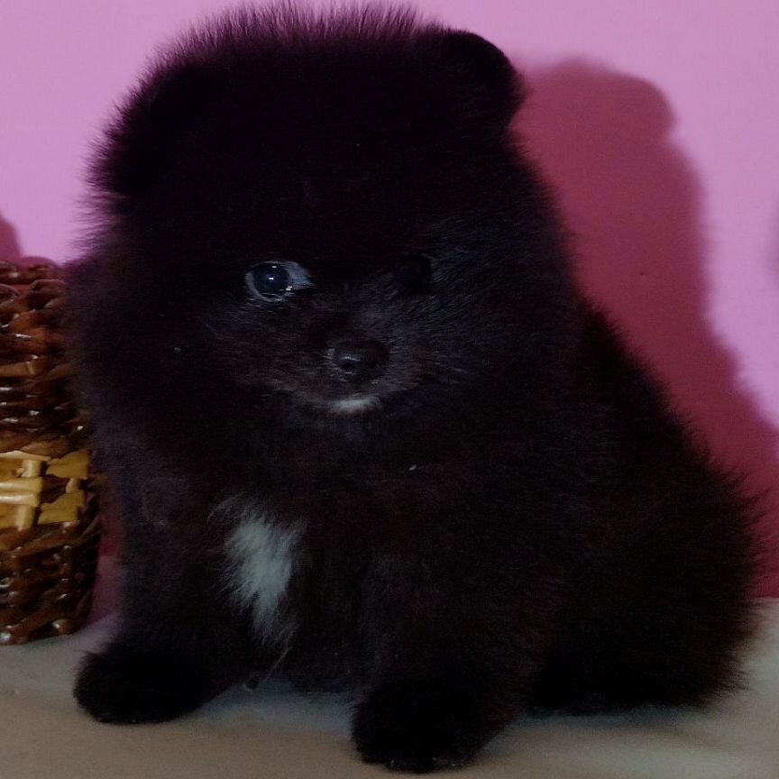 Померанский шпиц медвежьего типа