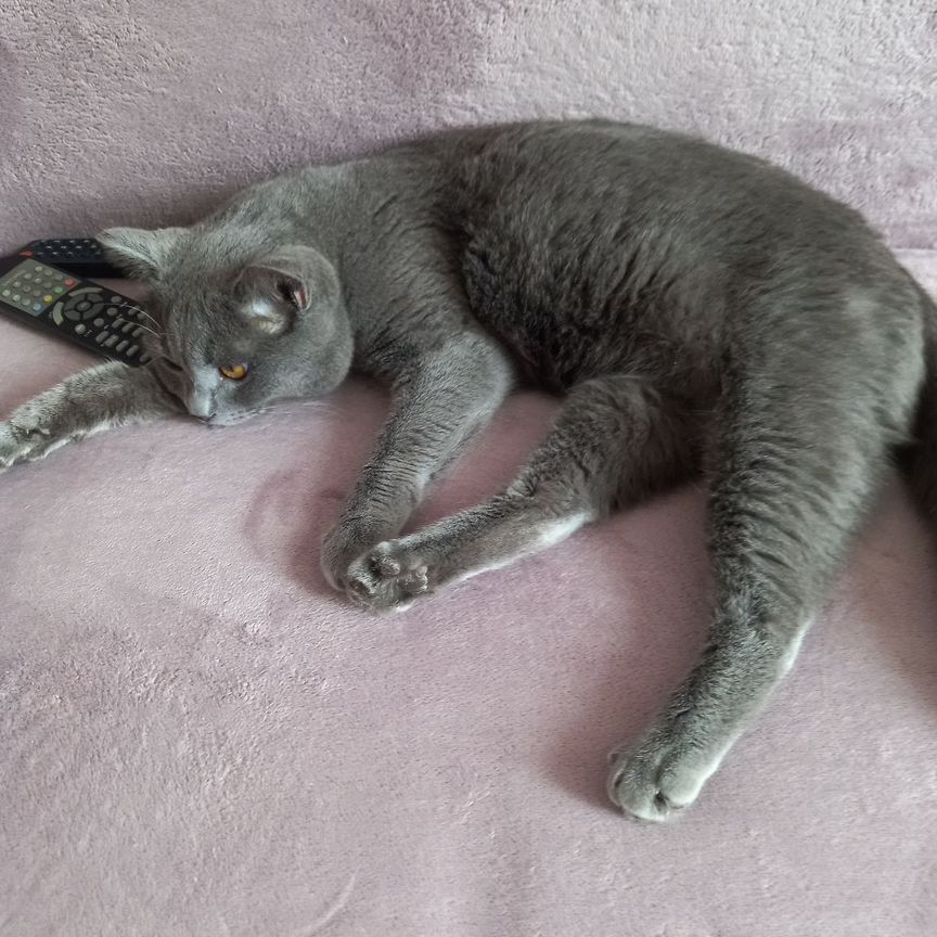 Британский короткошёрстный, взрослый кот