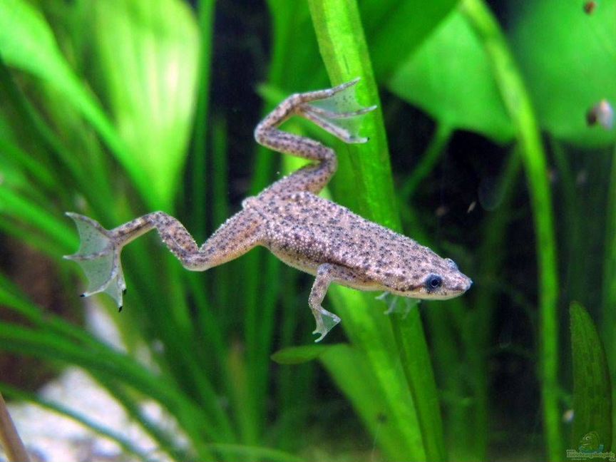 Лягушка гименохирус аквариумная