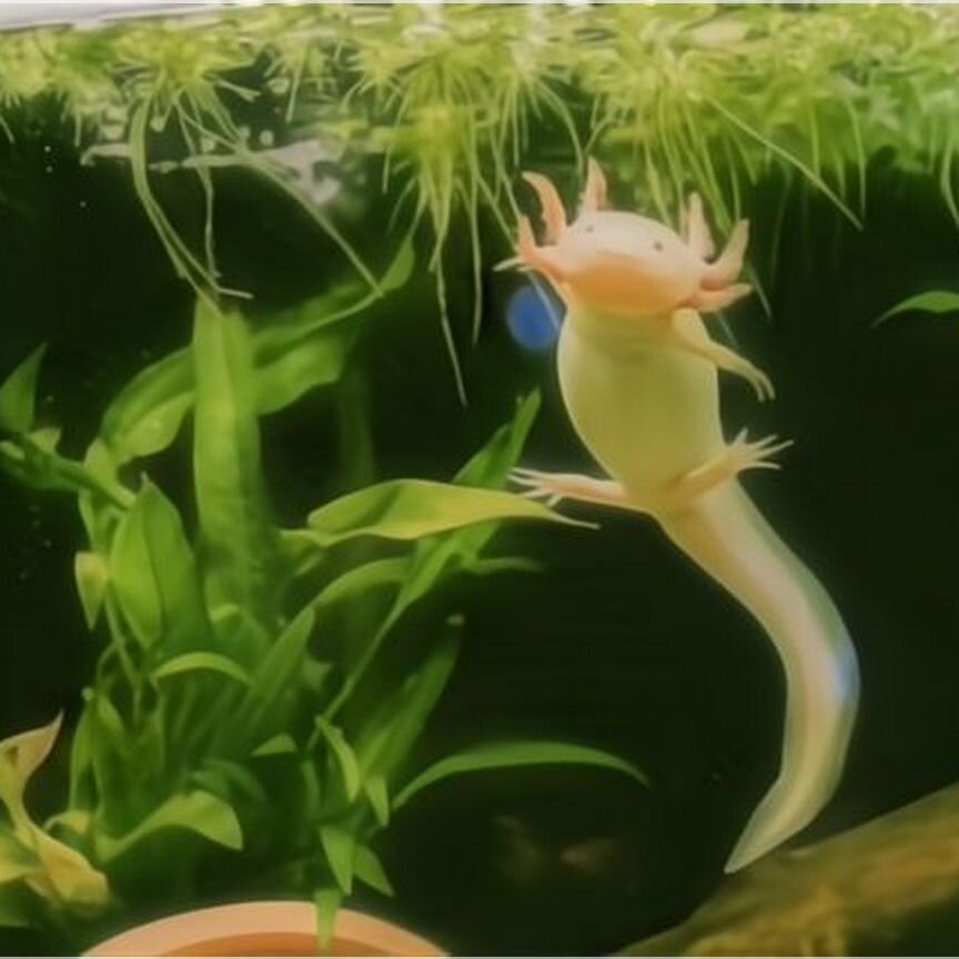 Аквариумные рыбки