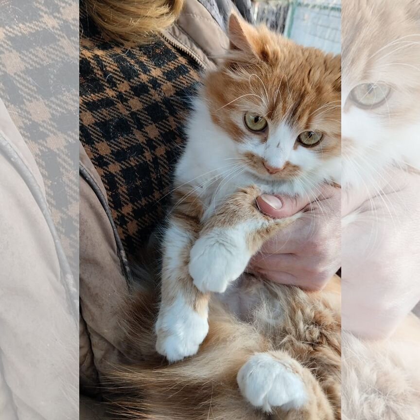 Кошечка подросток в добрые руки