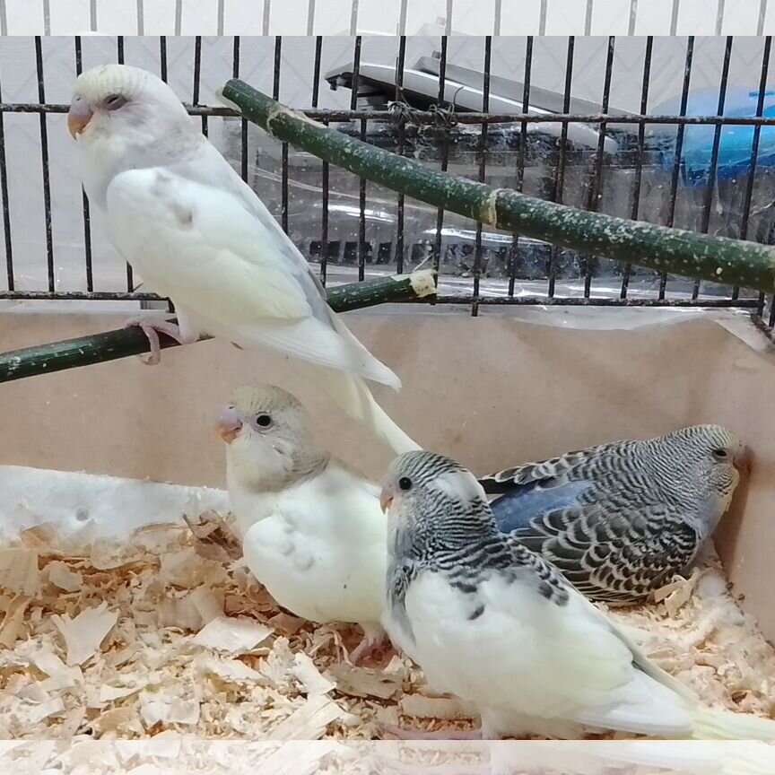 Птенцы волнистый попугай