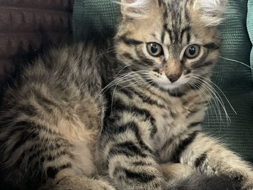 Котенок мальчик (Кузя)