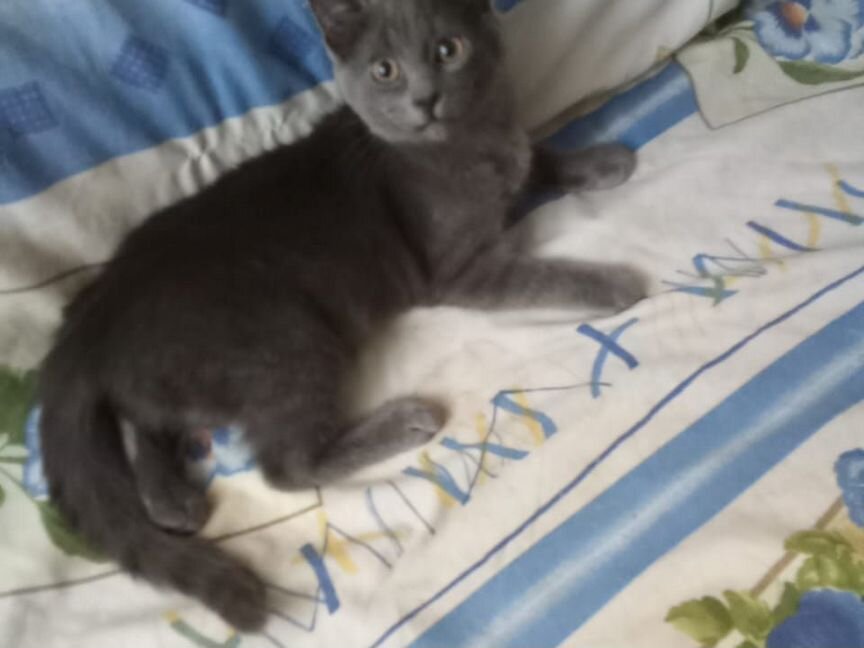 Котенок мальчик бесплатно