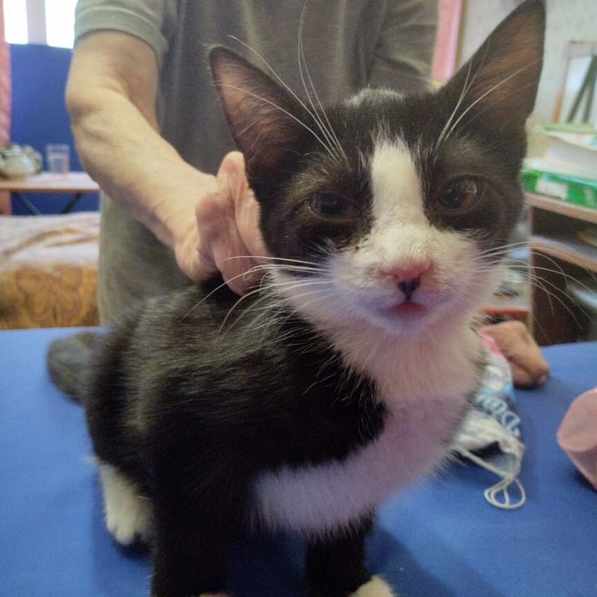 Котенок