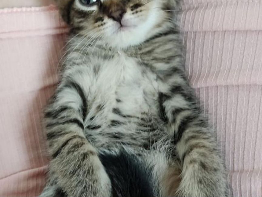 Британские прямоухие котята