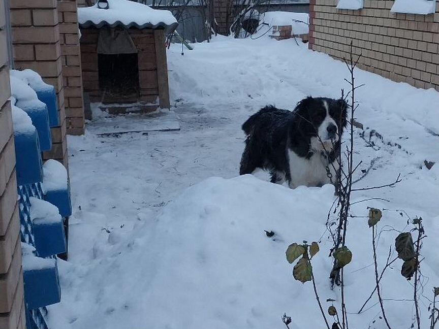 Продажа собак