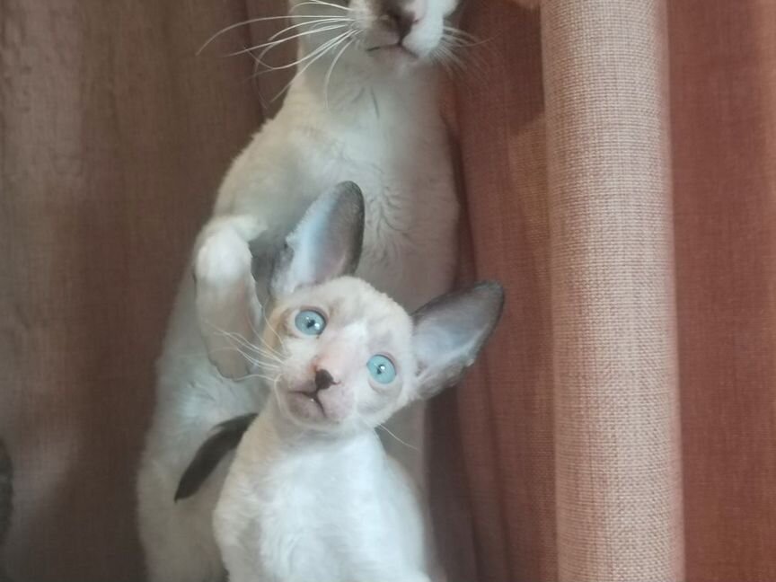 Котята корниш-рекс
