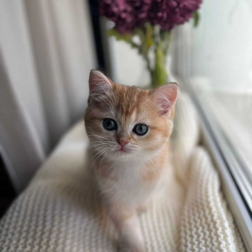 Британские котята золотая шиншилла