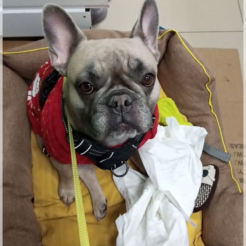 Французский бульдог, взрослая собака