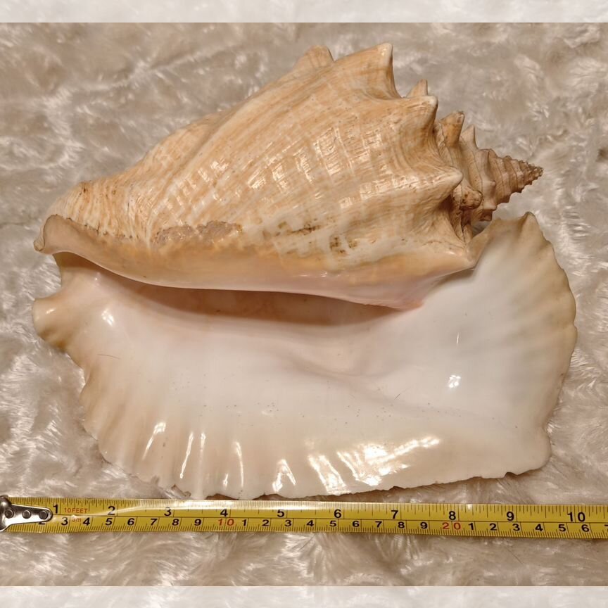 Морская раковина