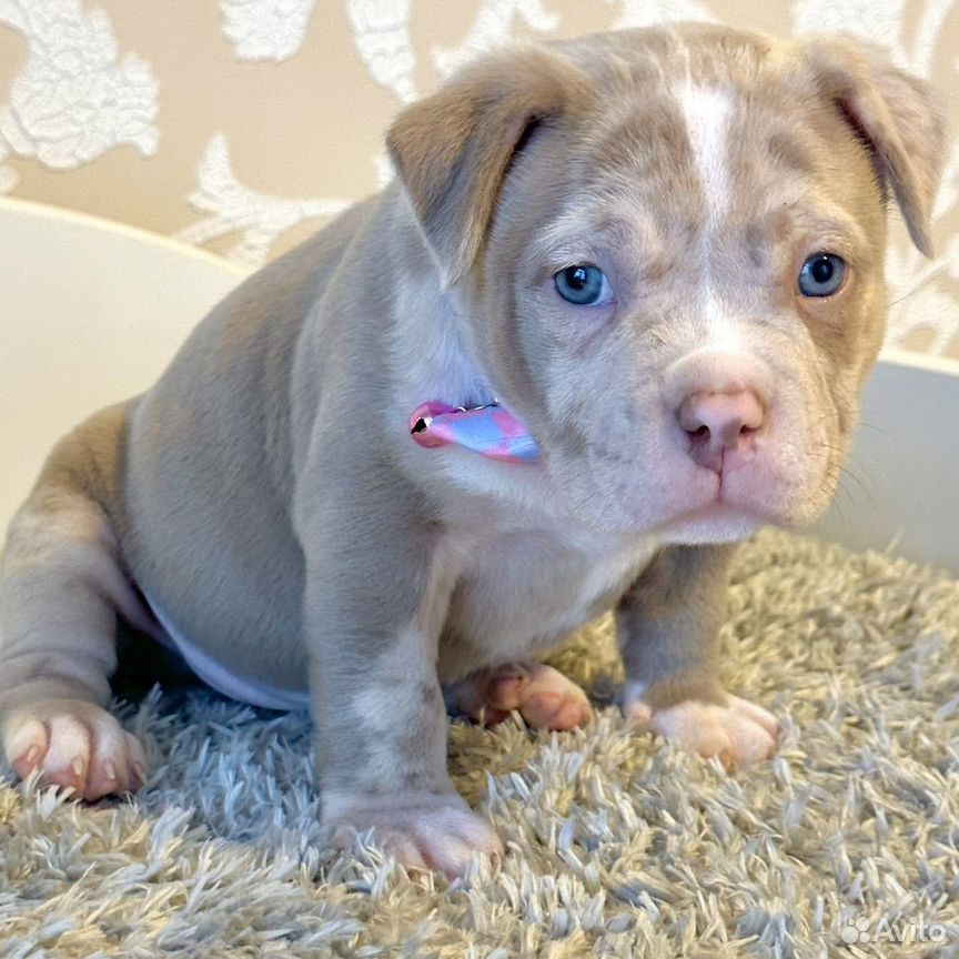 Американский булли щенки