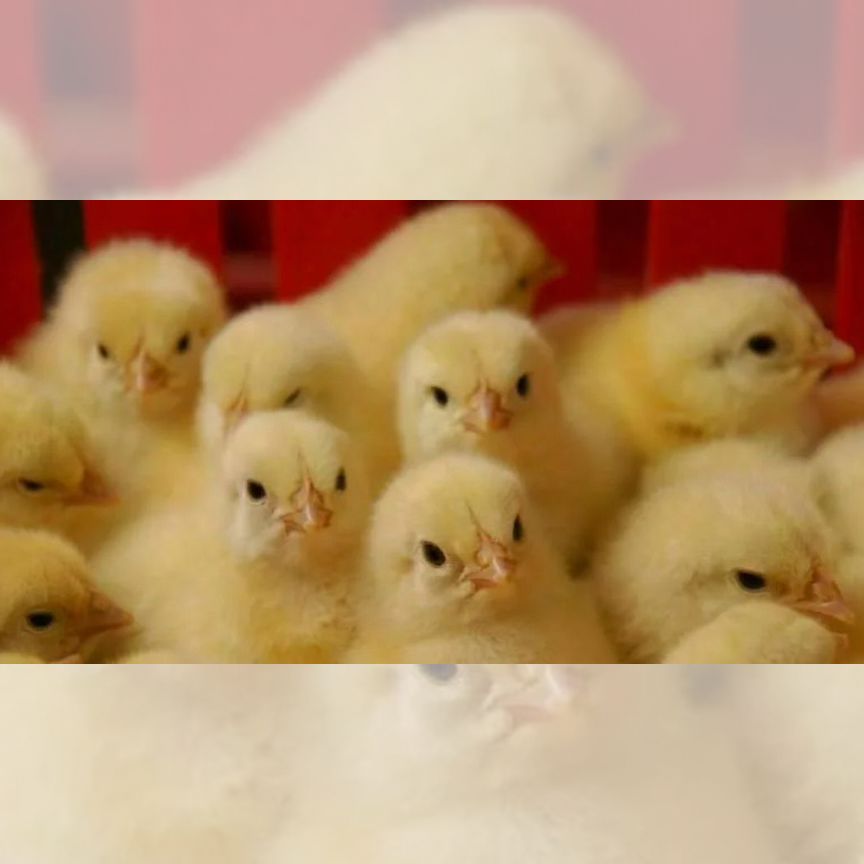Цыплята суточные