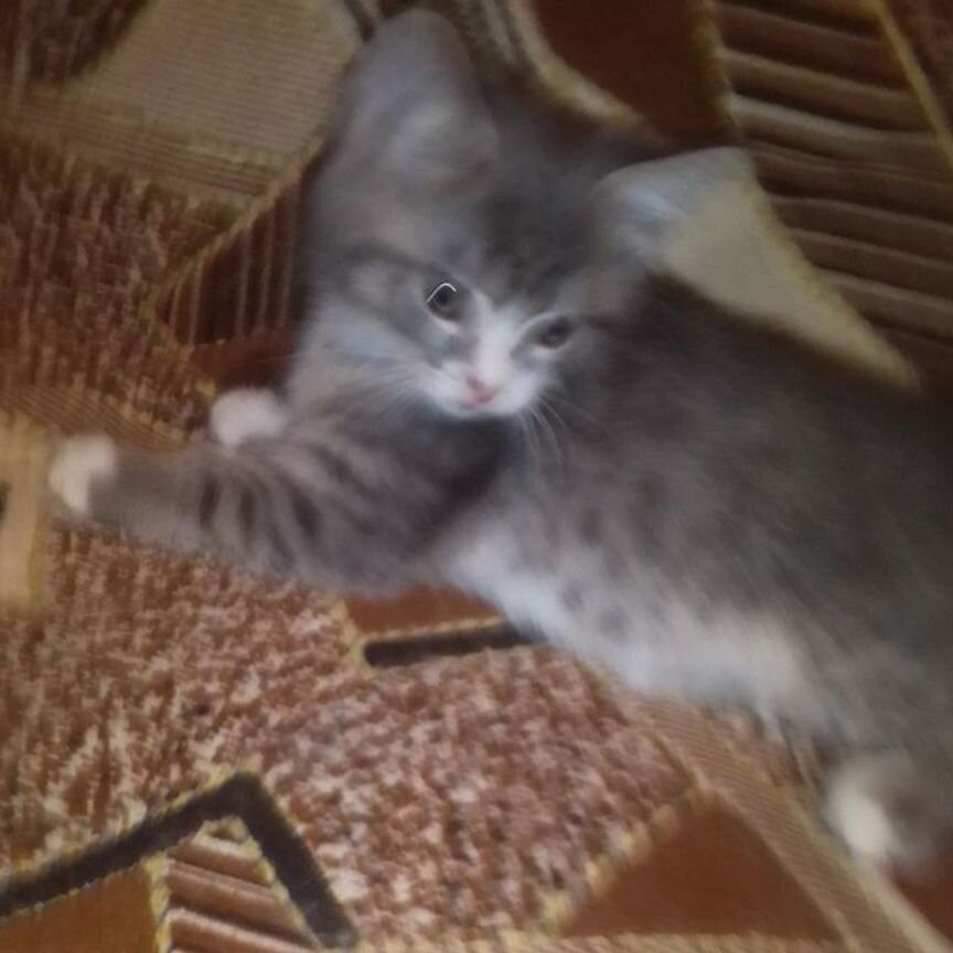 Отдам бесплатно