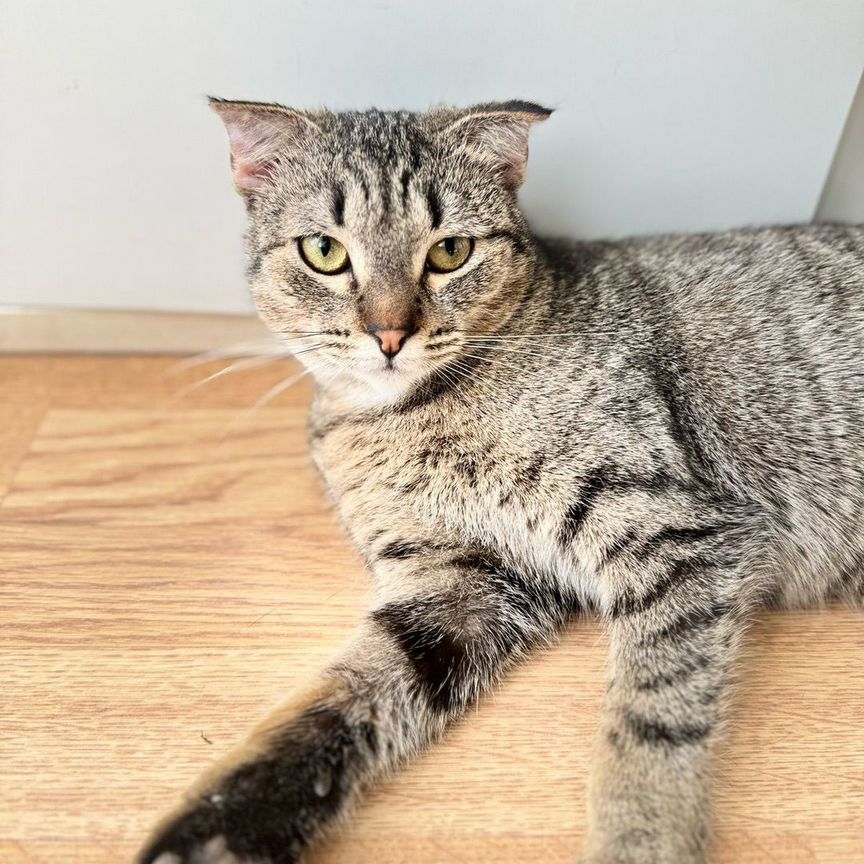 Кошка Висси в добрые руки