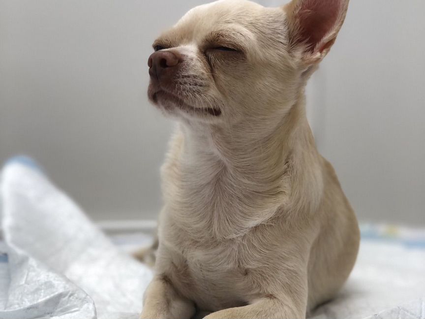 Вязка кобель чихуахуа