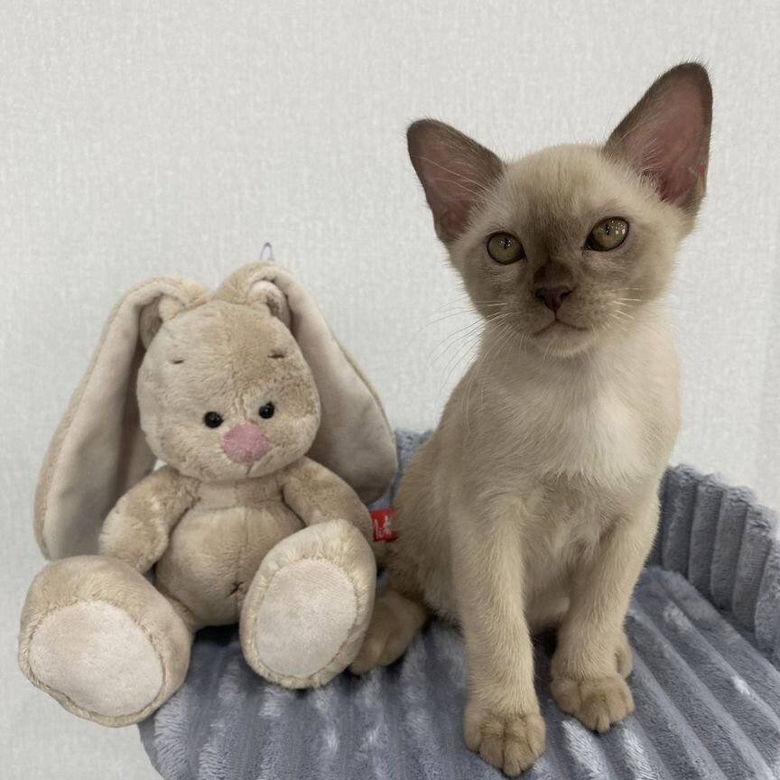 Котёнок бурма мальчик, окрас шоколад
