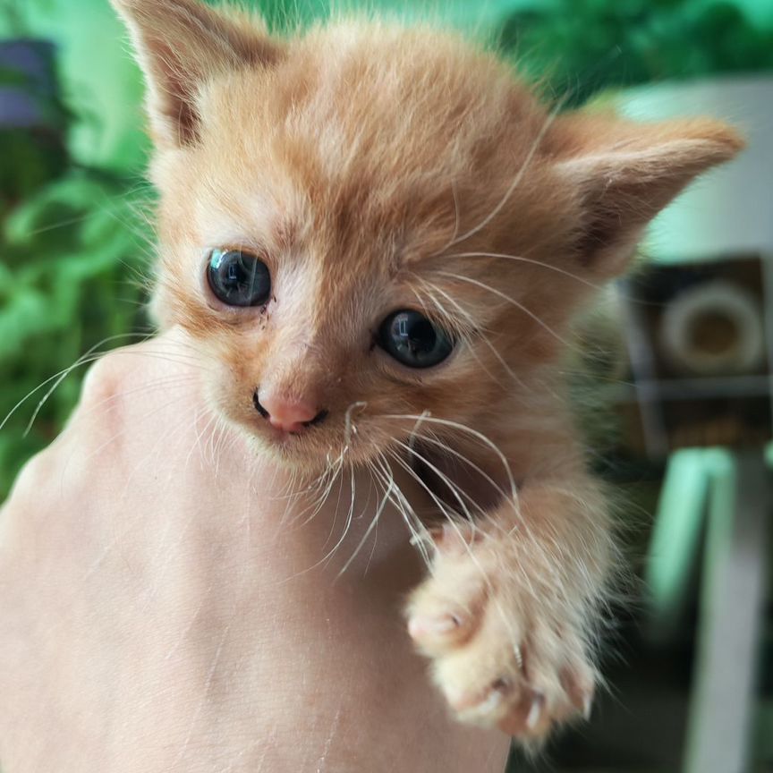 Котёнок в добрые руки