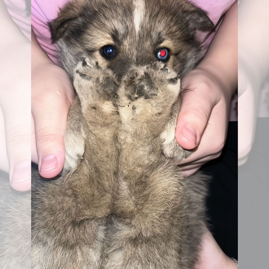 Сибирский хаски, щенок