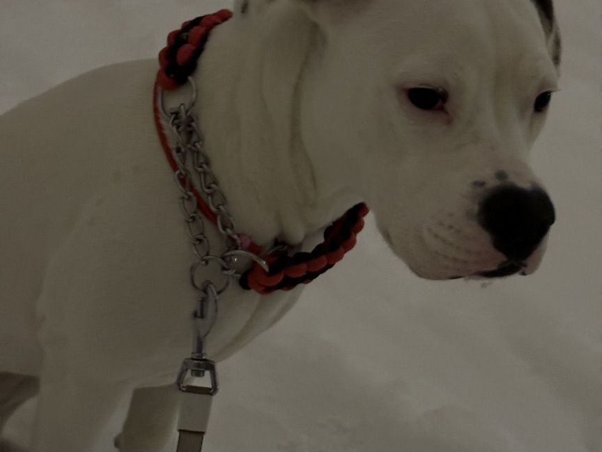 Отдам стаффа