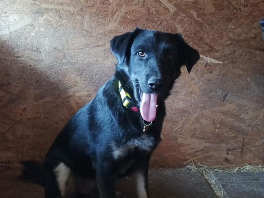 Маленький пёсик Майк в добрые руки