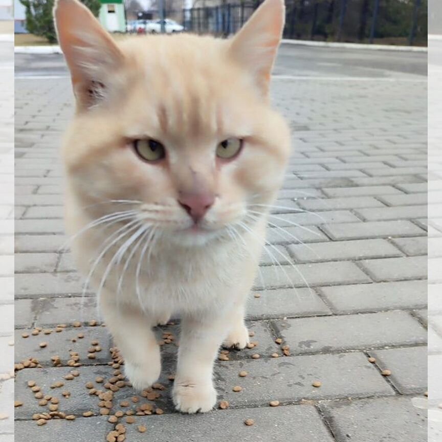 Пристраивается в добрые руки