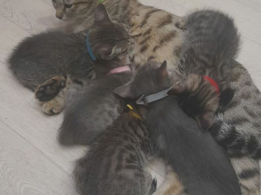 Котята бенгальские без документов