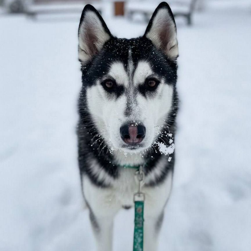 Аляскинский хаски, щенок