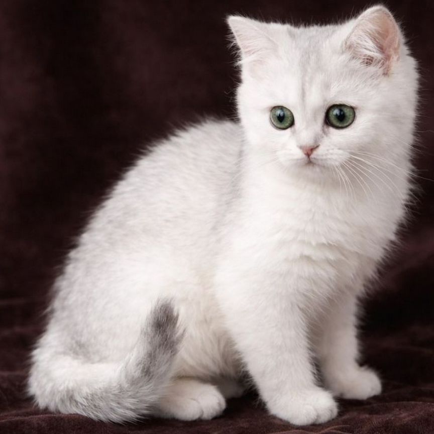 Британский короткошёрстный котёнок