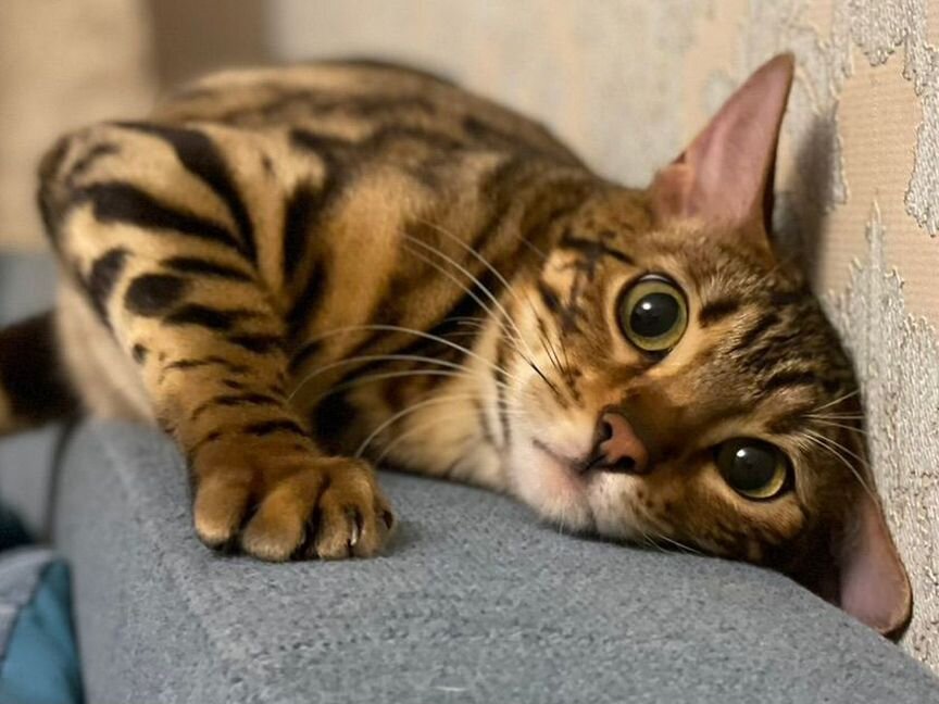 Бенгальская кошка