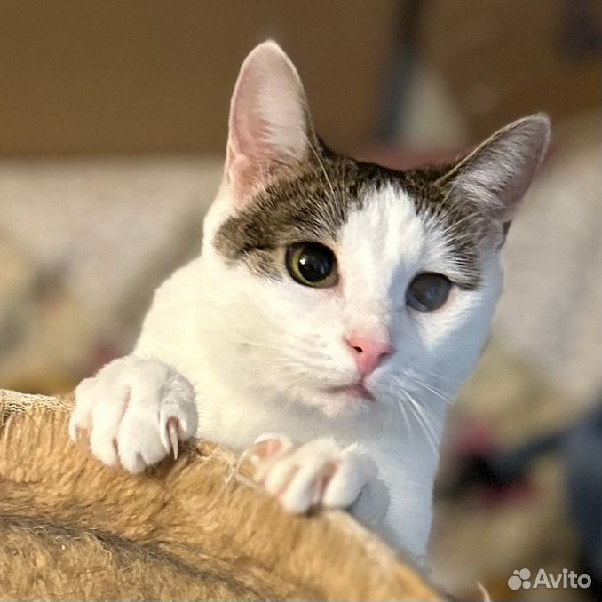 Такую нежную заиньку Бусёну надо ещё поискать