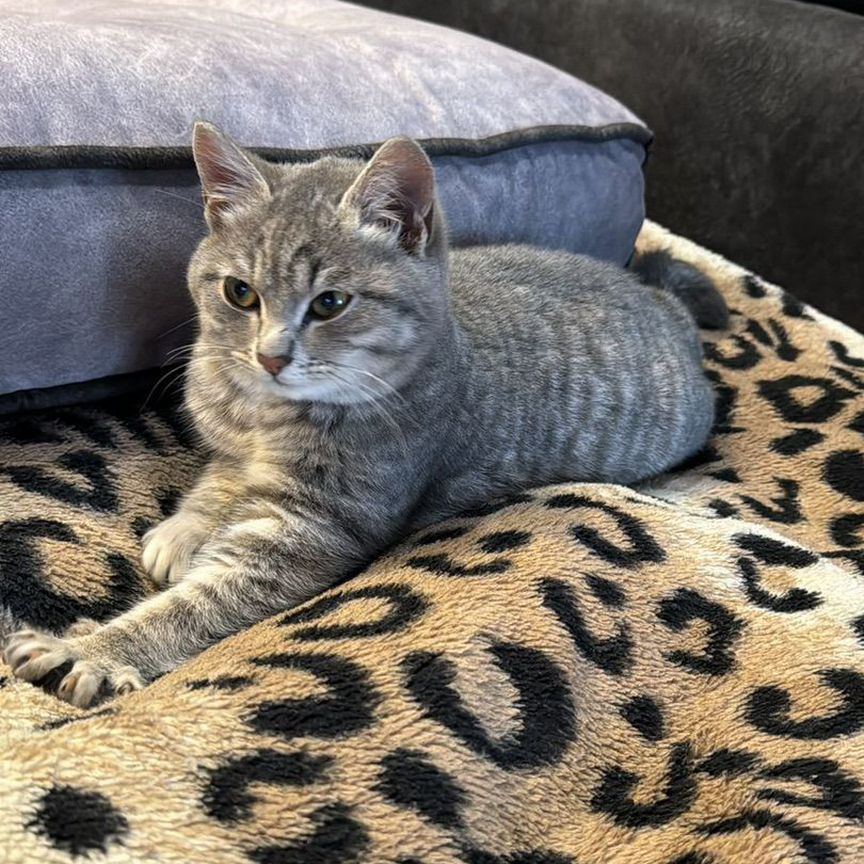 Котик