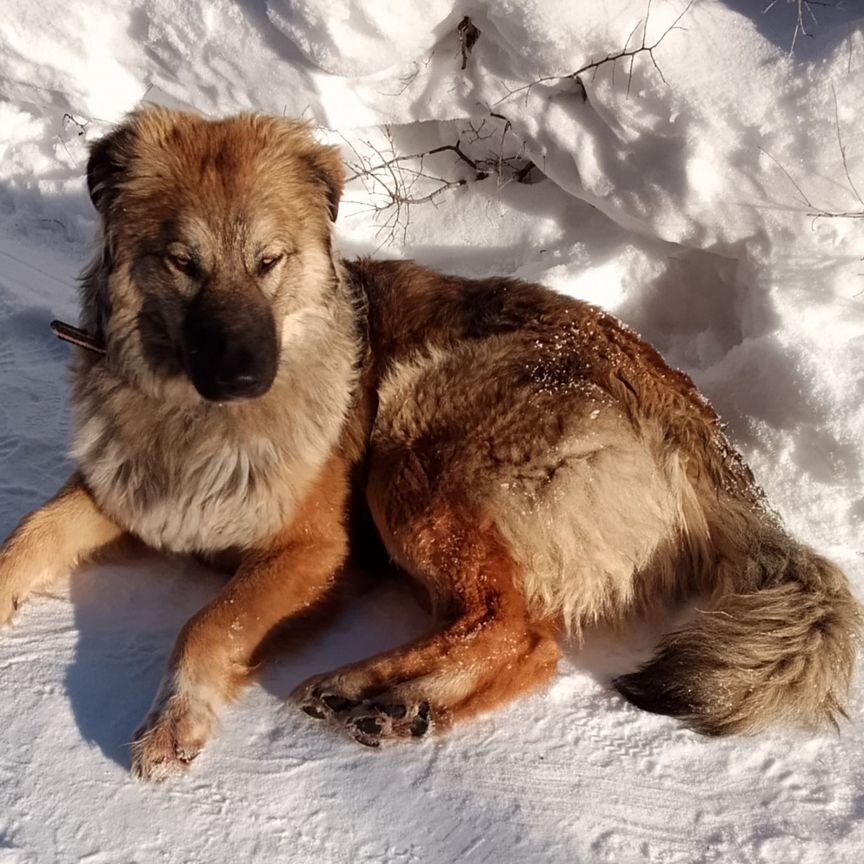 Взрослая собака в добрые руки